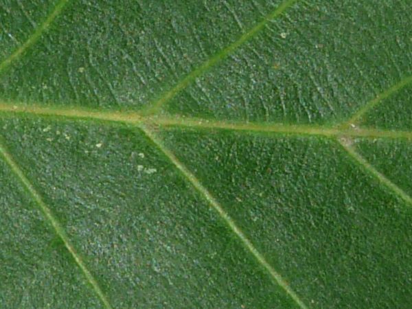 texture 0035 - Texturelib